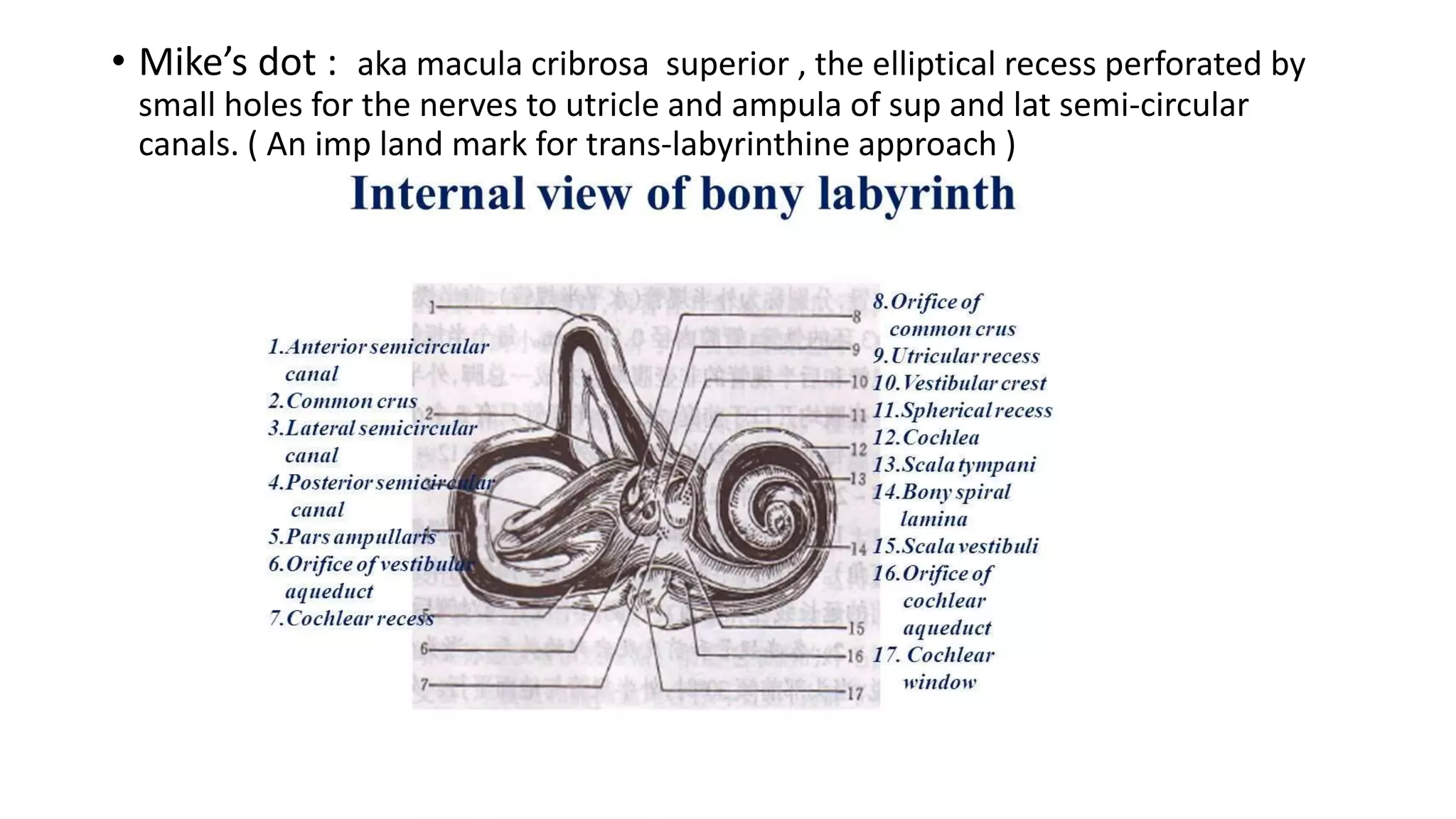 Inner ear embryology and anatomy | PPTX