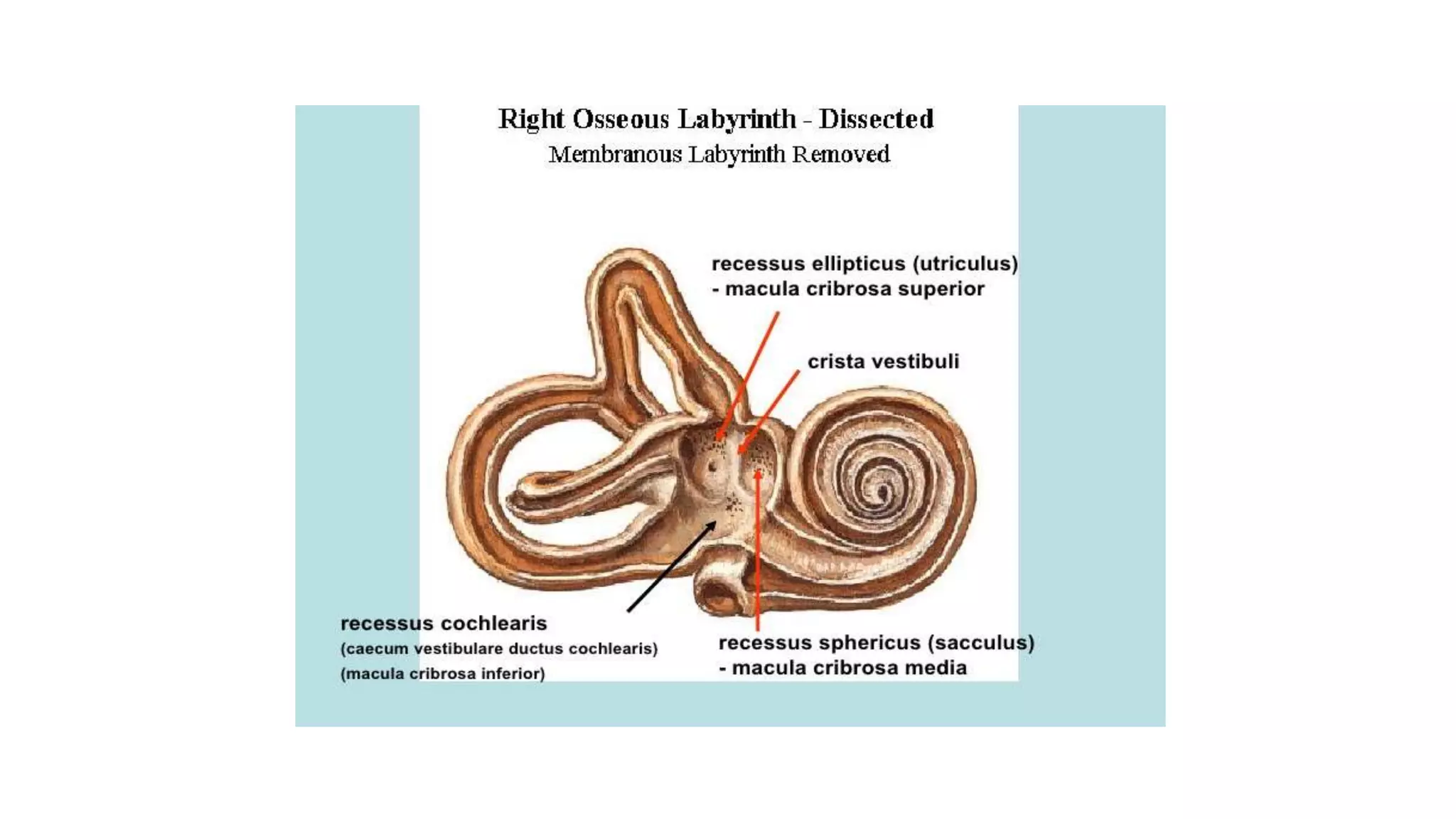 Inner ear embryology and anatomy | PPTX