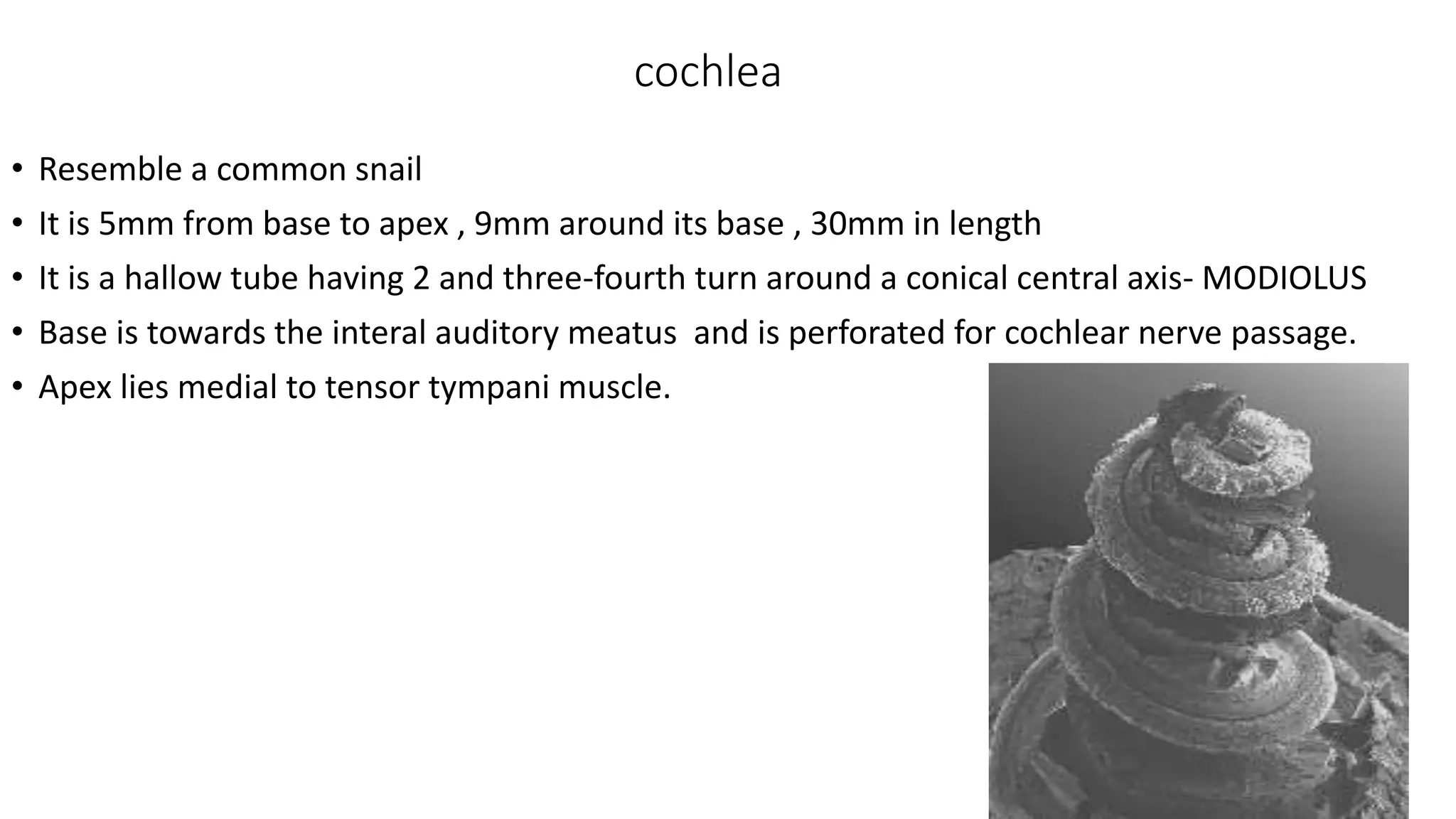 Inner ear embryology and anatomy | PPTX