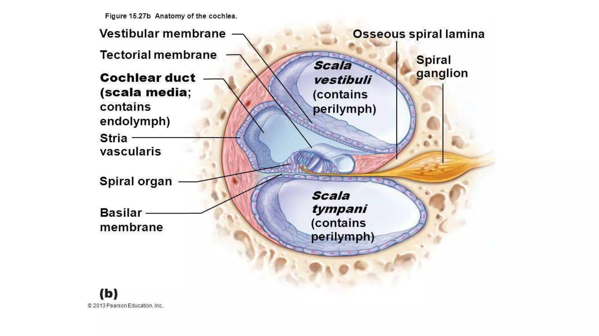 Inner ear embryology and anatomy | PPTX