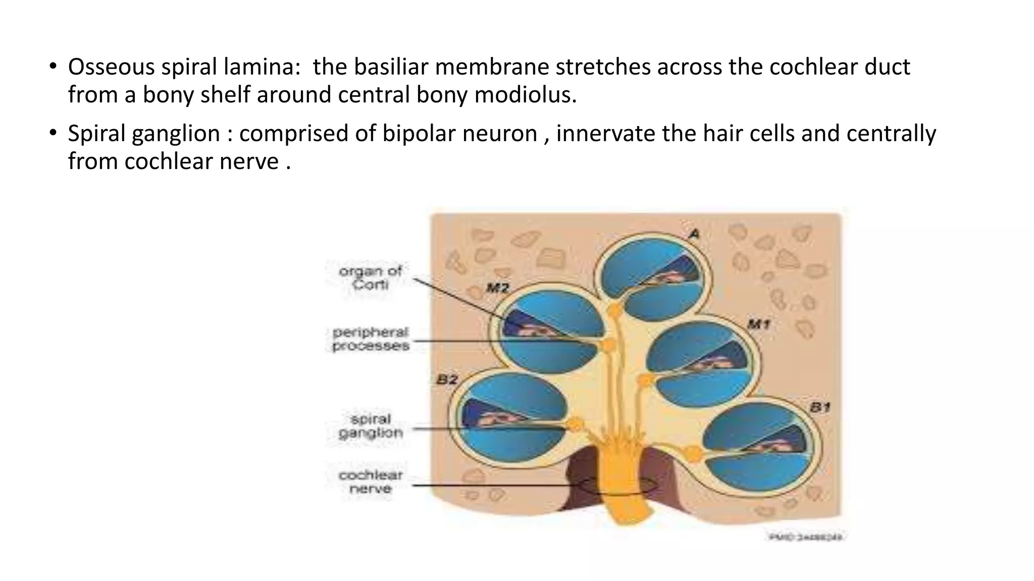 Inner ear embryology and anatomy | PPTX
