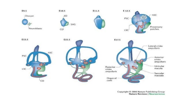 Embryology Of Ear