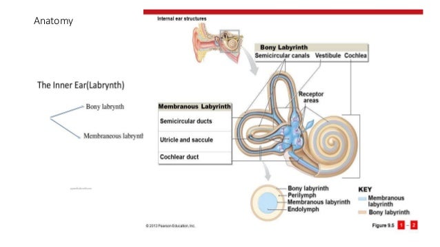 Embryology Of Ear
