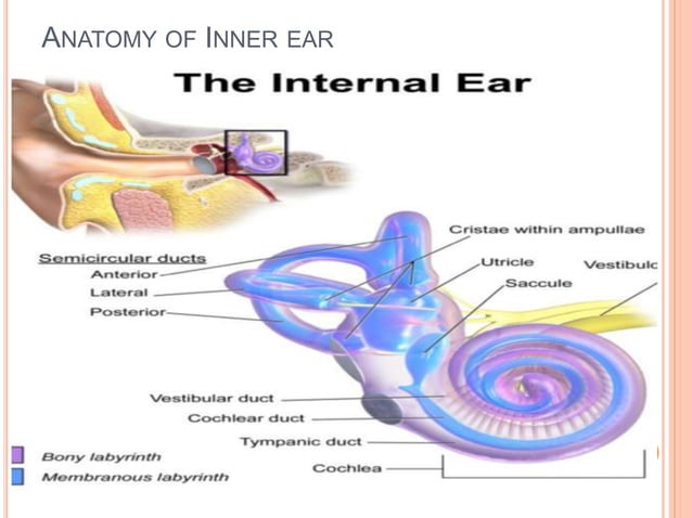 Inner ear Disorder : Nursing care | PPTX | Ear, Nose and Throat ...