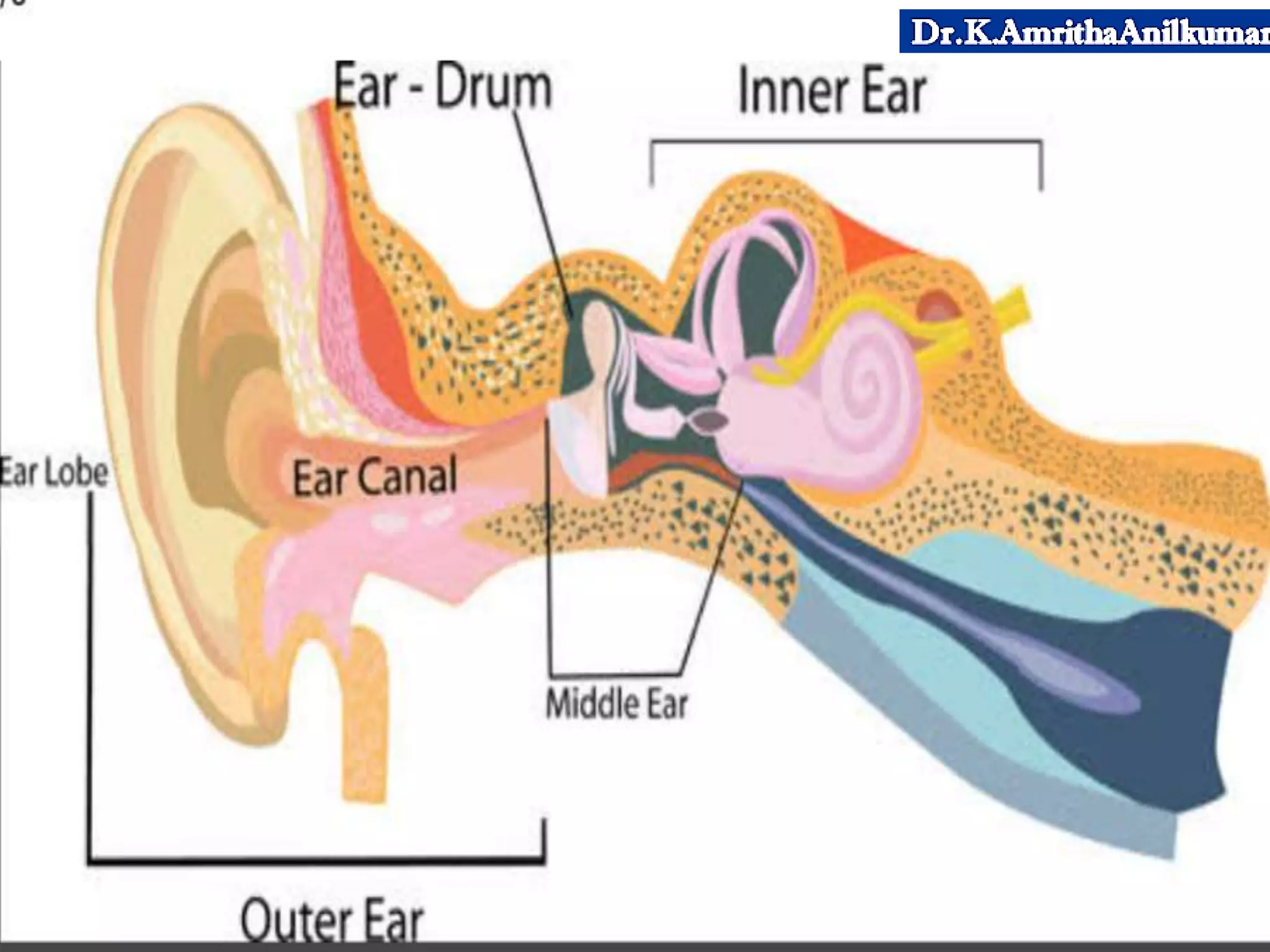 Anatomy of ear(Part 3-Inner Ear) by Dr.K.AmrithaAnilkumar | PPT