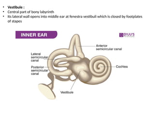 Inner ear.pptx cochlea vestibule semicircular canal | PPTX