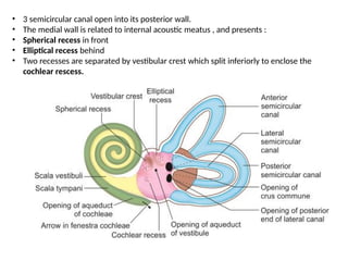 Inner ear.pptx cochlea vestibule semicircular canal | PPTX