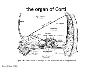 Inner ear anatomy | PPT