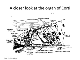 Inner ear anatomy | PPT