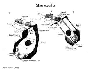 Inner ear anatomy | PPT