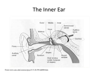 Inner ear anatomy | PPT