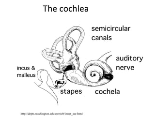 Inner ear anatomy | PPT