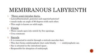 Inner ear anatomy | PPTX