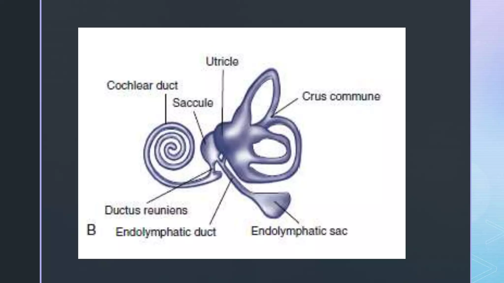 Inner ear anatomy | PPTX