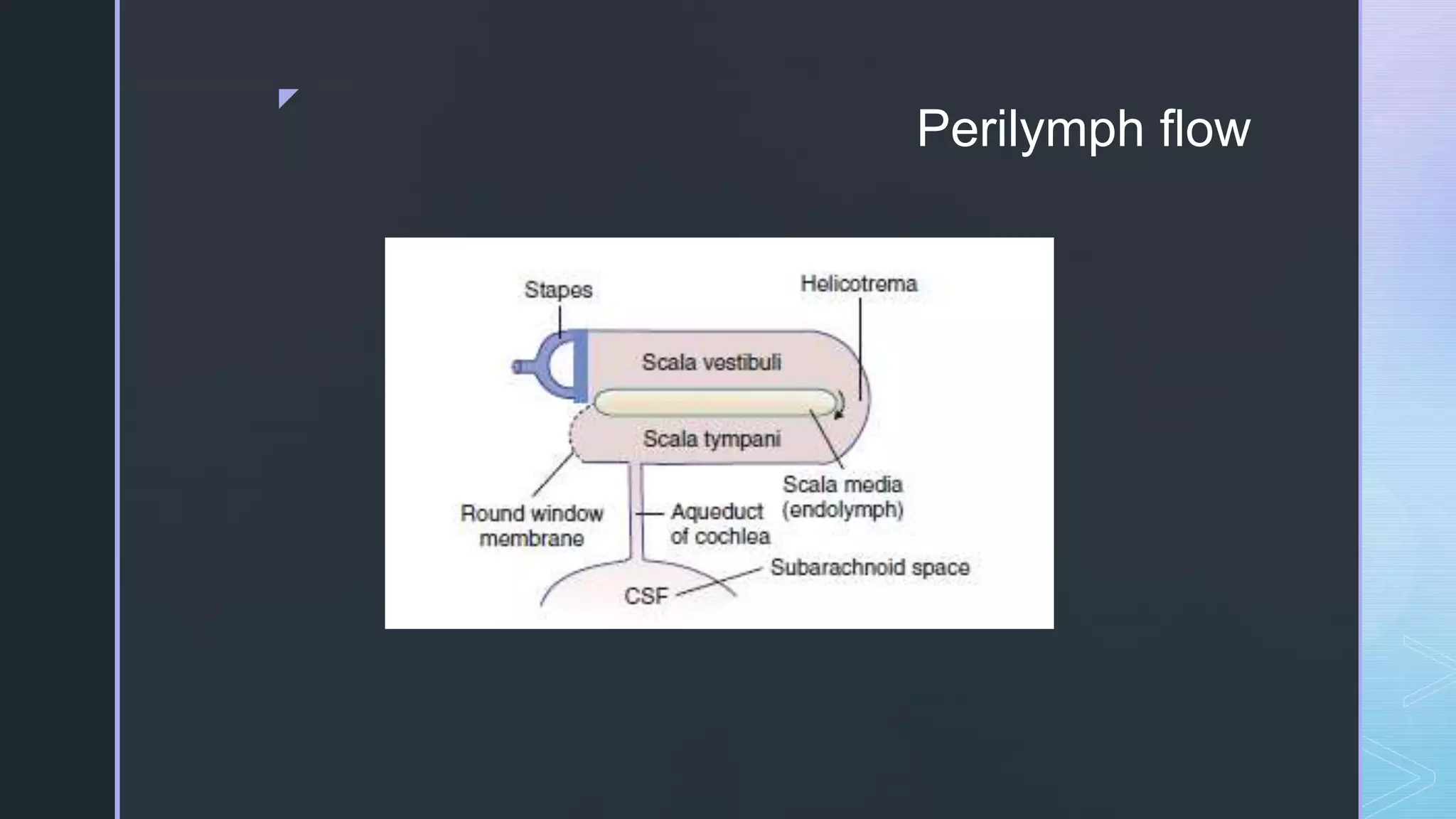 Inner ear anatomy | PPTX