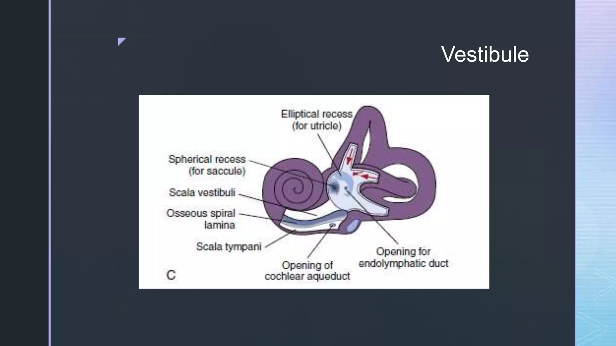 Inner ear anatomy | PPTX