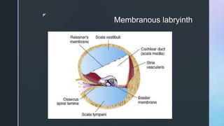 Inner ear anatomy | PPTX
