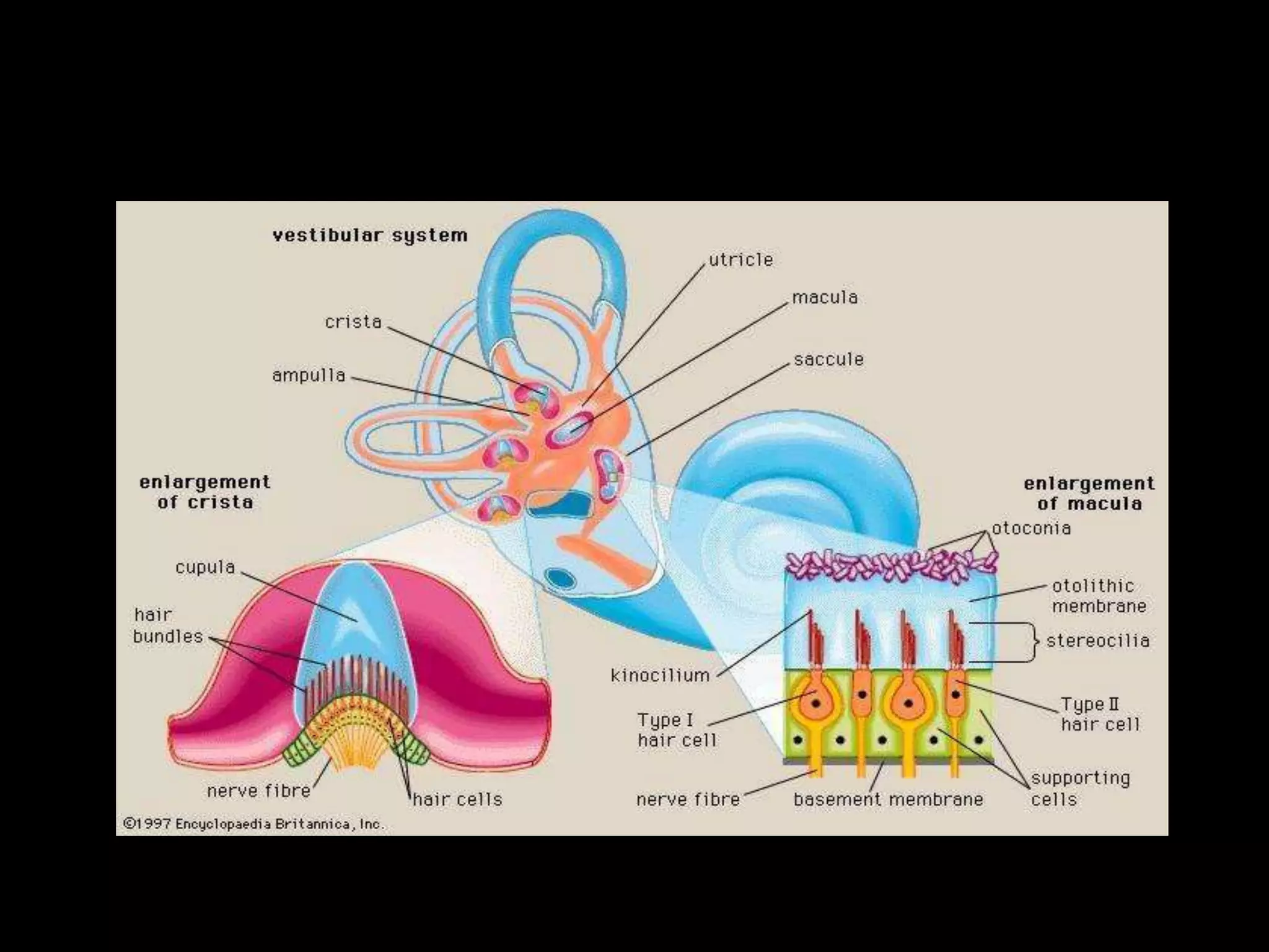Inner ear anatomy.pptx