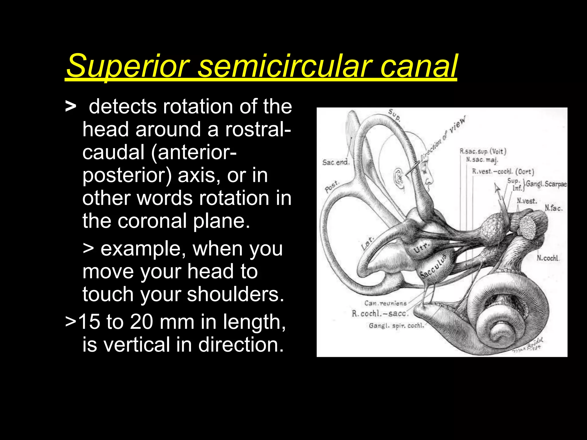 Inner ear anatomy.pptx