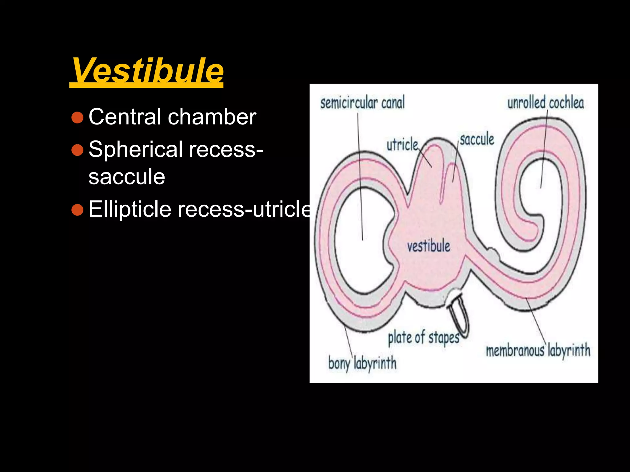 Inner ear anatomy.pptx