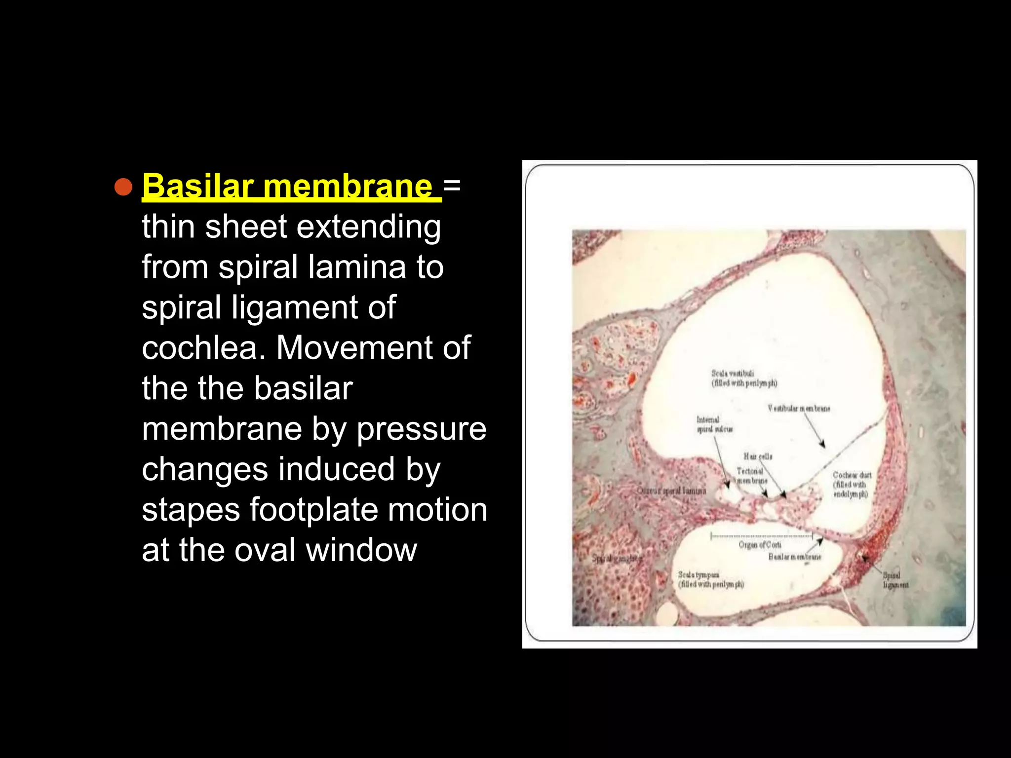 Inner ear anatomy.pptx