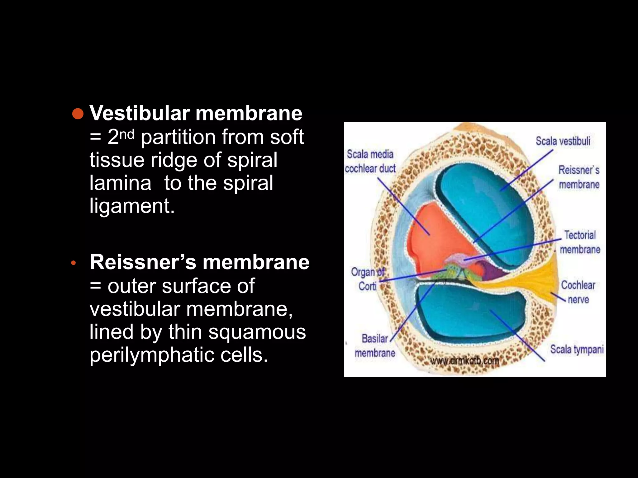 Inner ear anatomy.pptx