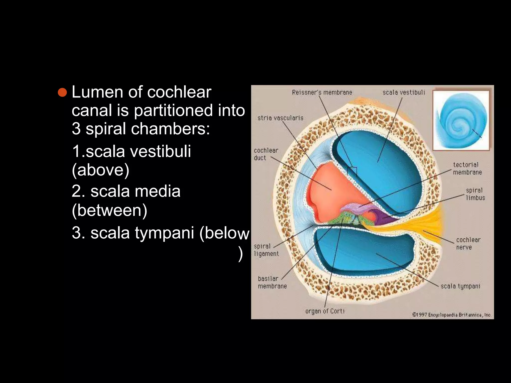 Inner ear anatomy.pptx
