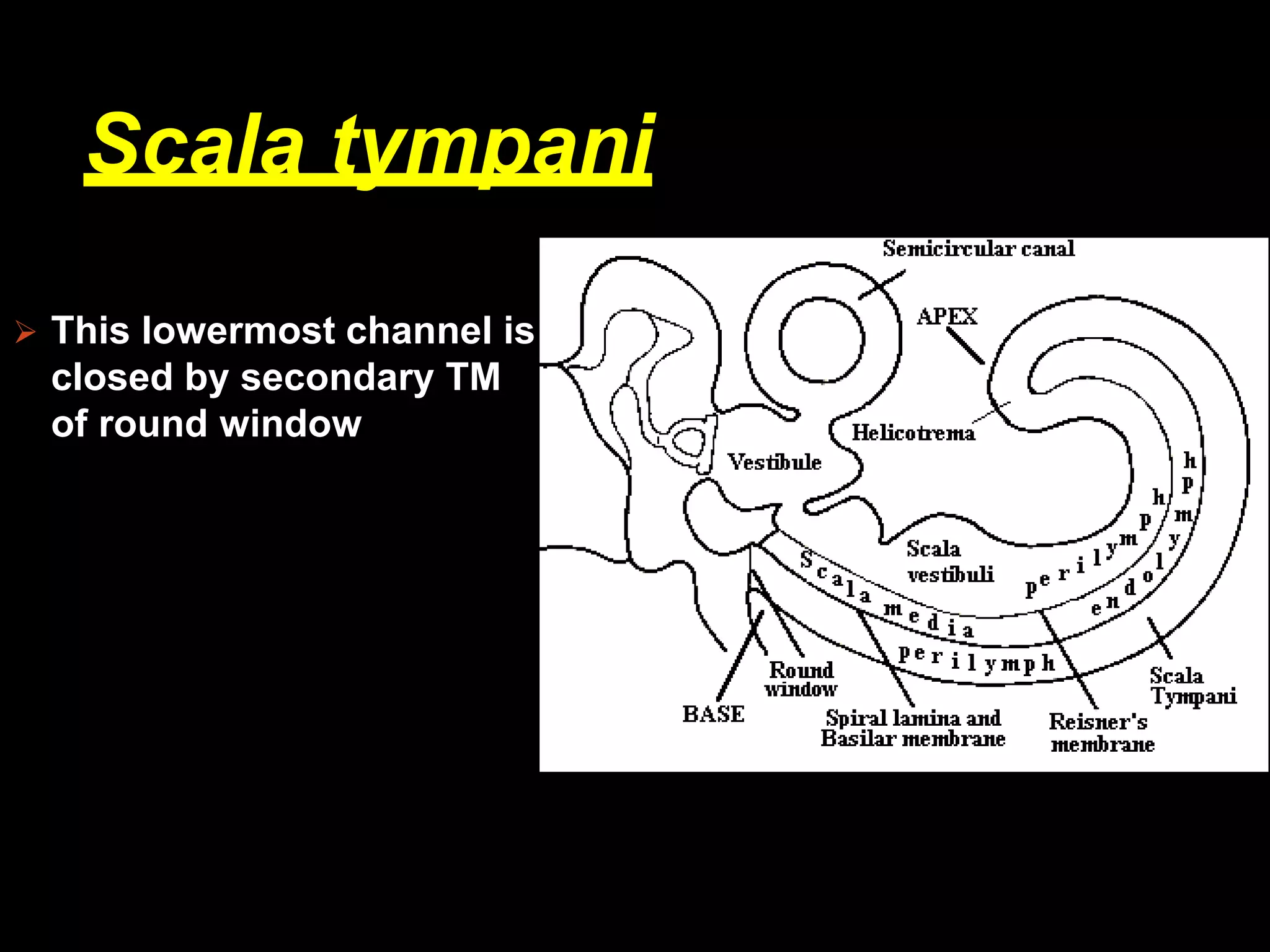 Inner ear anatomy.pptx