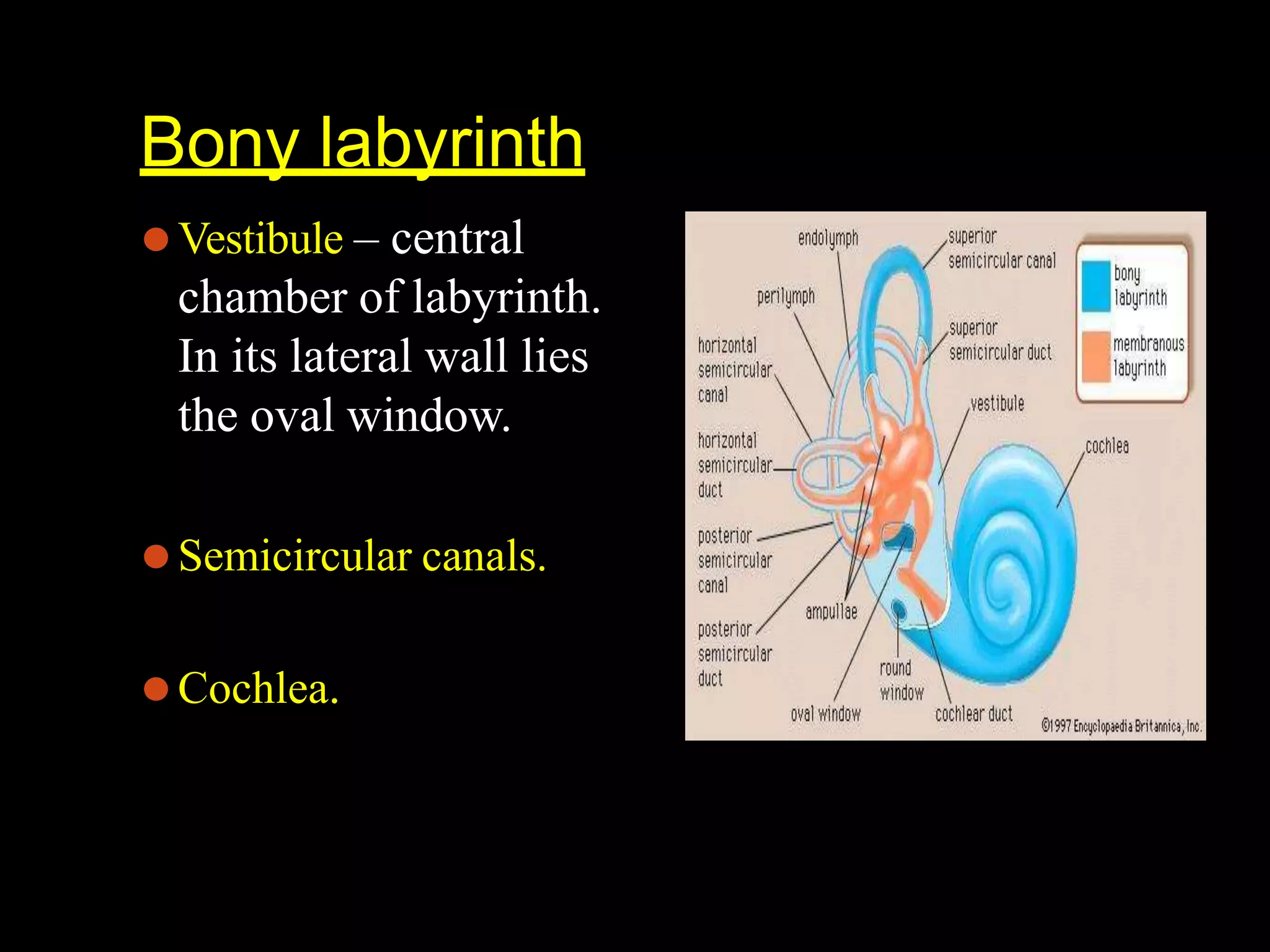 Inner ear anatomy.pptx