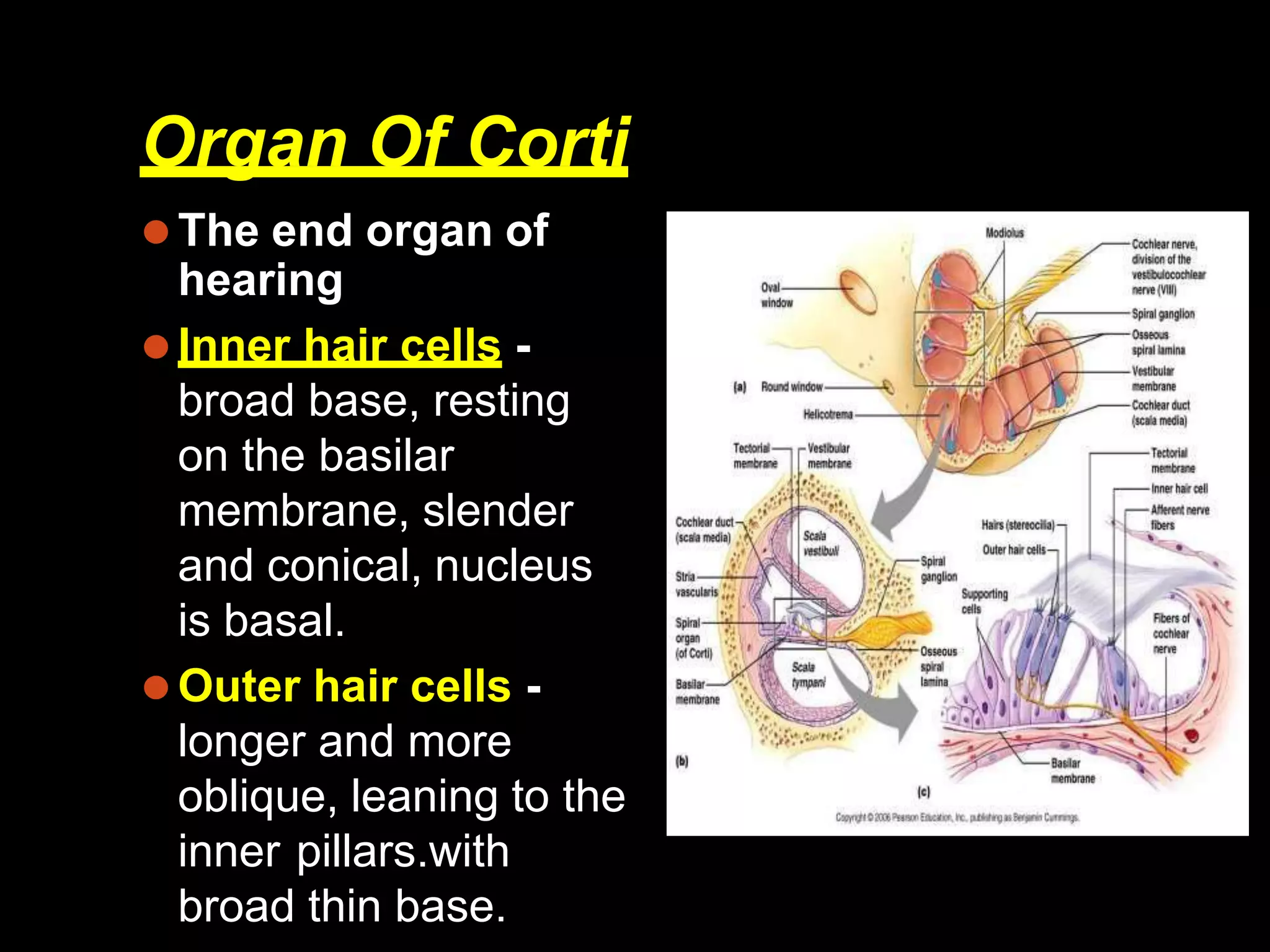 Inner ear anatomy.pptx