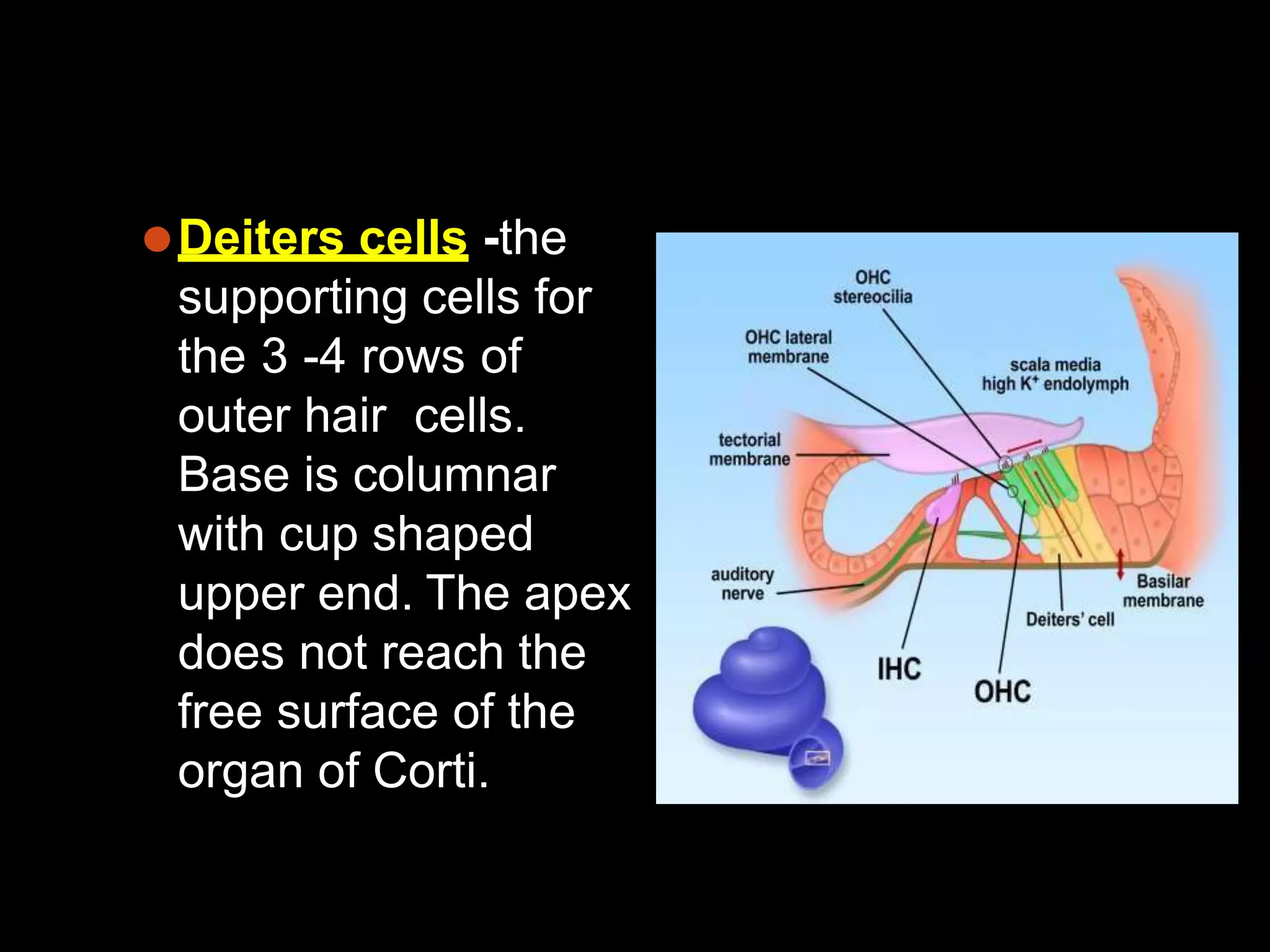 Inner ear anatomy.pptx