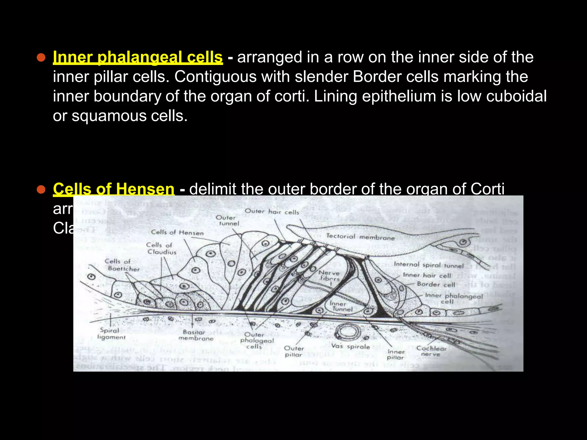 Inner ear anatomy.pptx