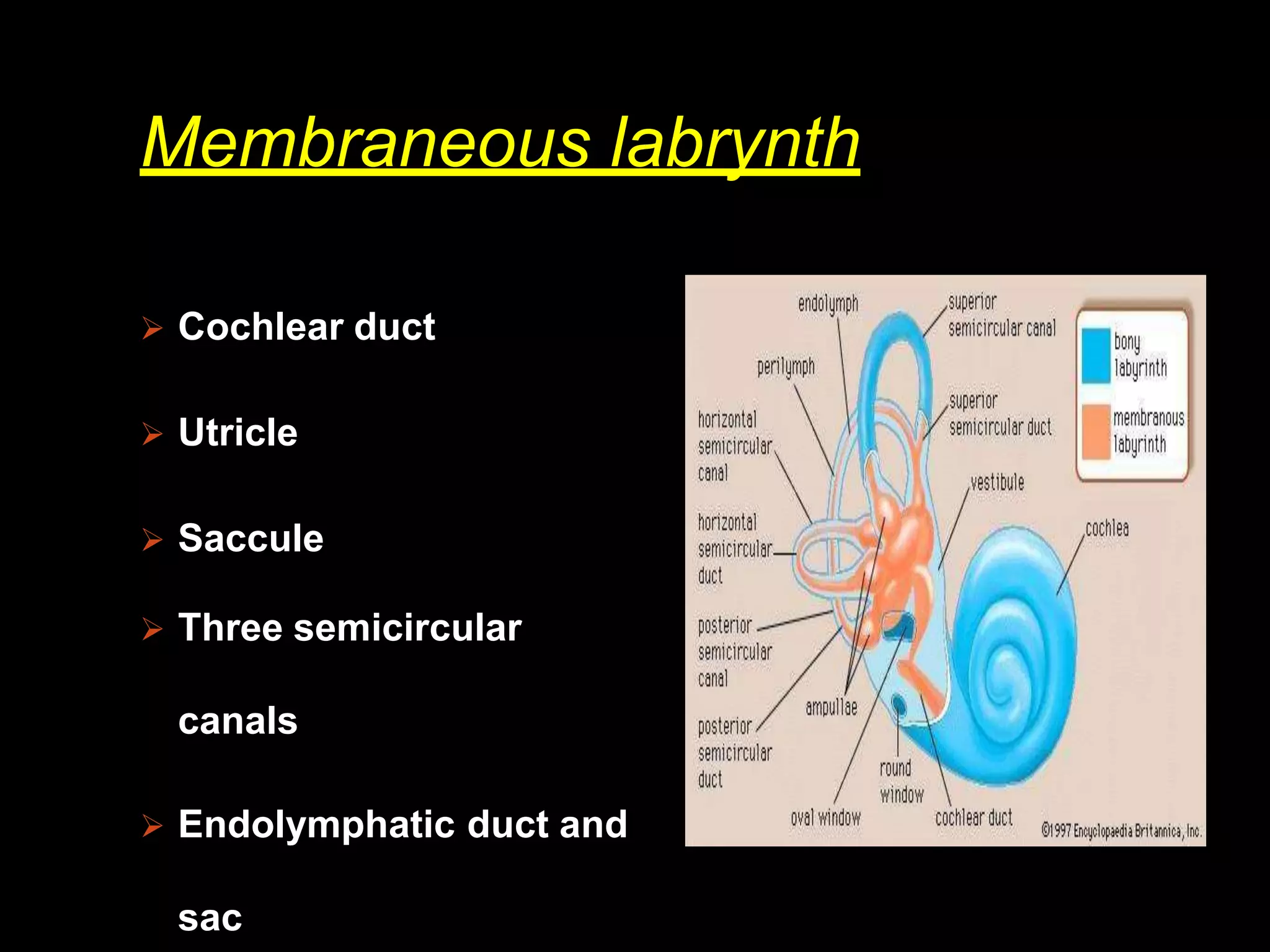 Inner ear anatomy.pptx