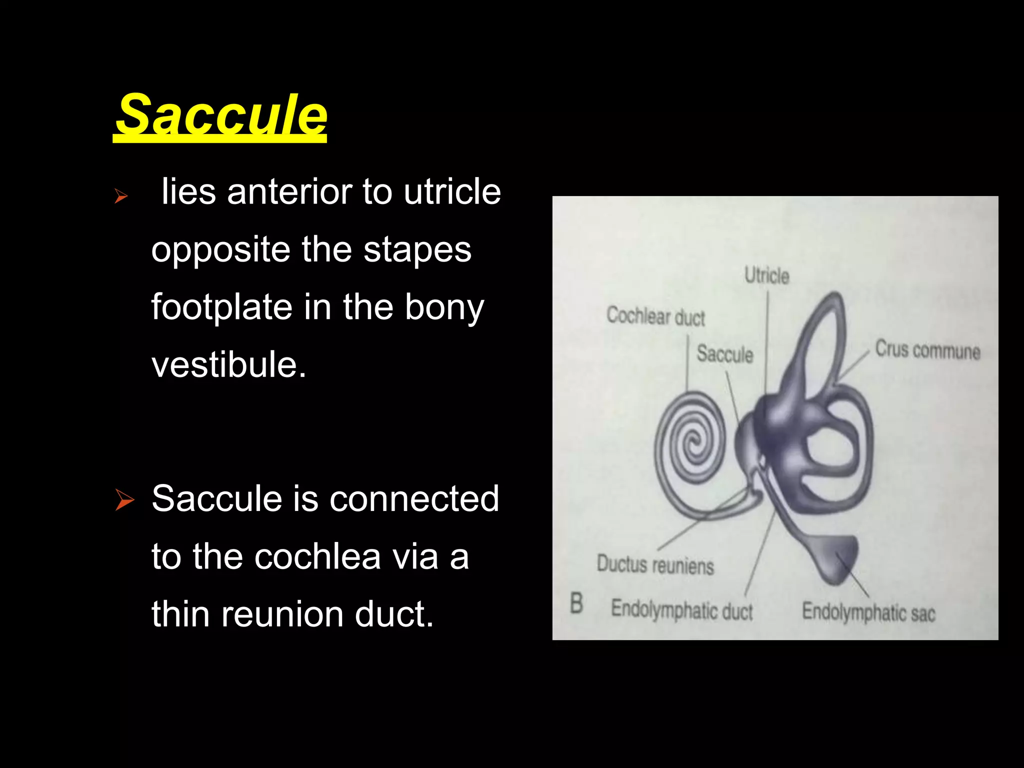 Inner ear anatomy.pptx
