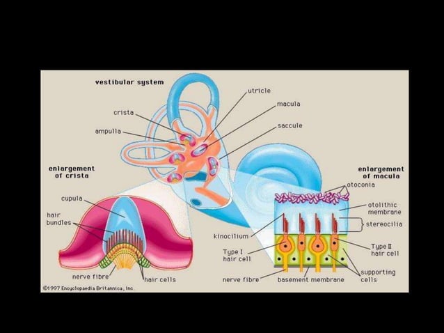 Inner ear anatomy.pptx