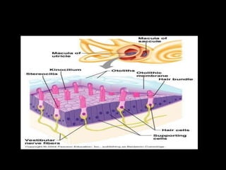 Inner ear anatomy.pptx