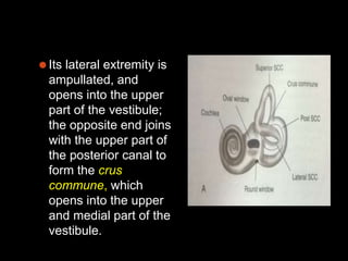 Inner ear anatomy.pptx | Ear, Nose and Throat Conditions | Diseases and ...