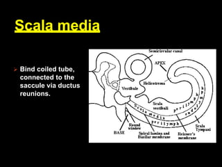 Inner ear anatomy.pptx