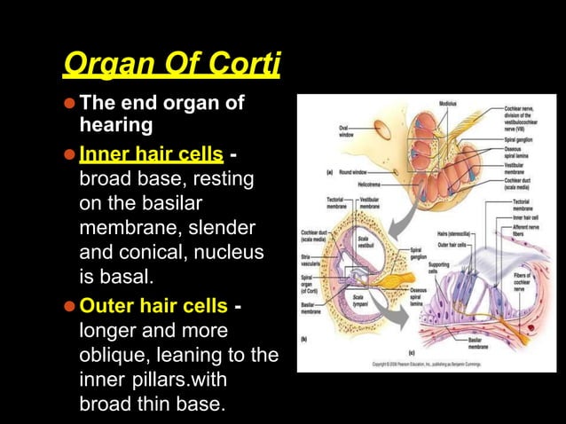 Inner ear anatomy.pptx
