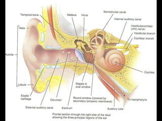 Inner ear anatomy.pptx
