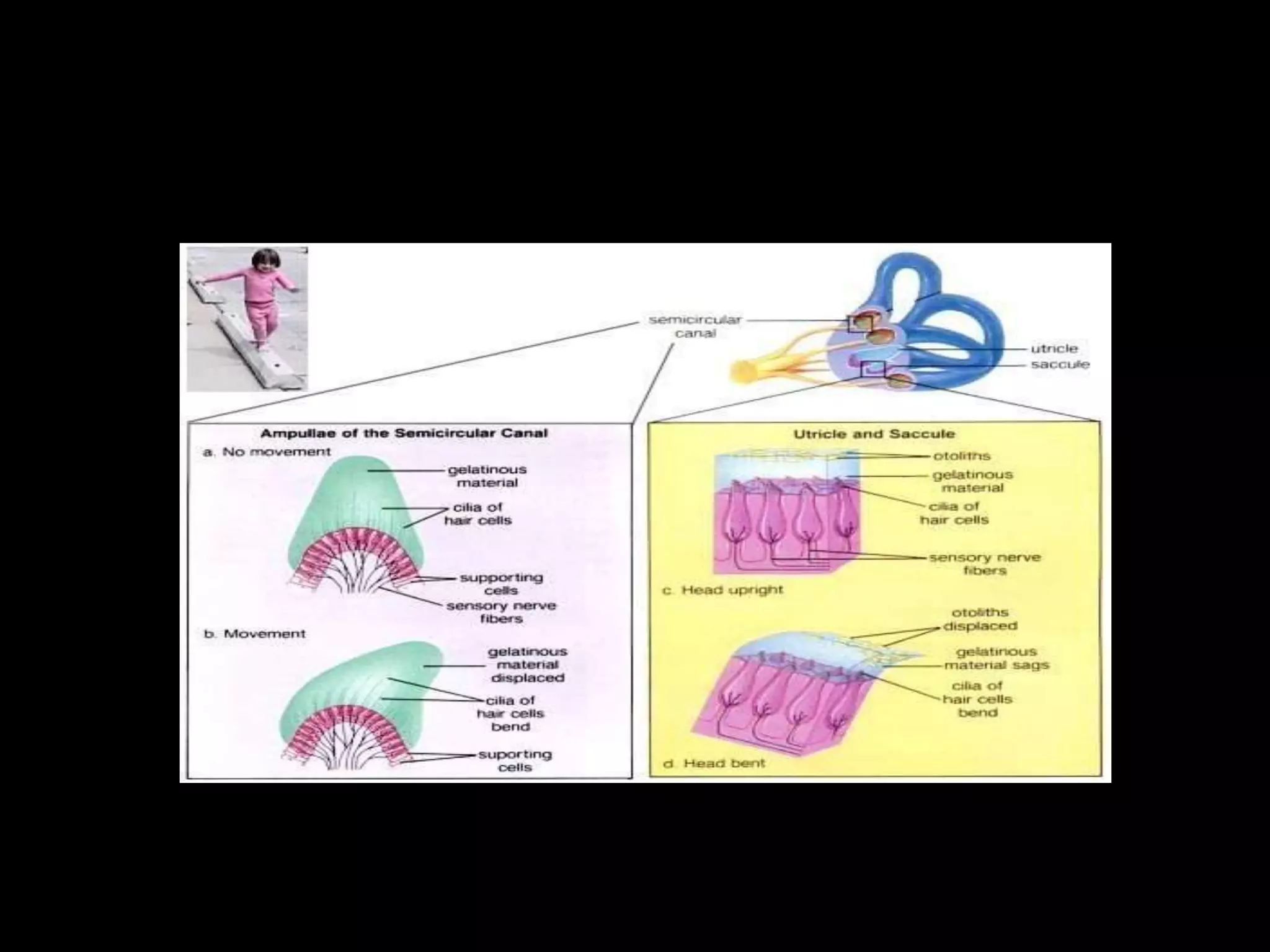 Inner ear anatomy.pdf