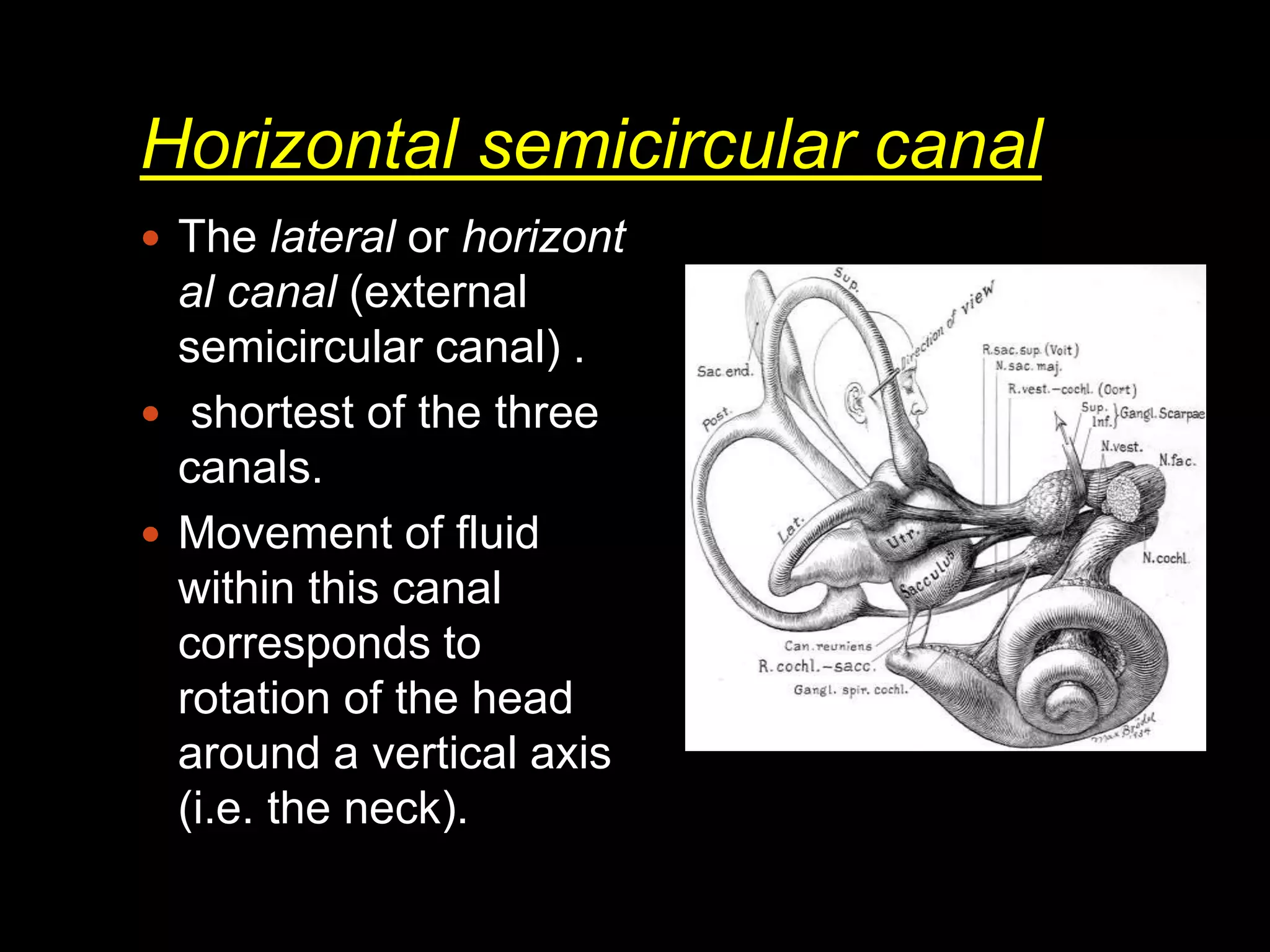 Inner ear anatomy.pdf