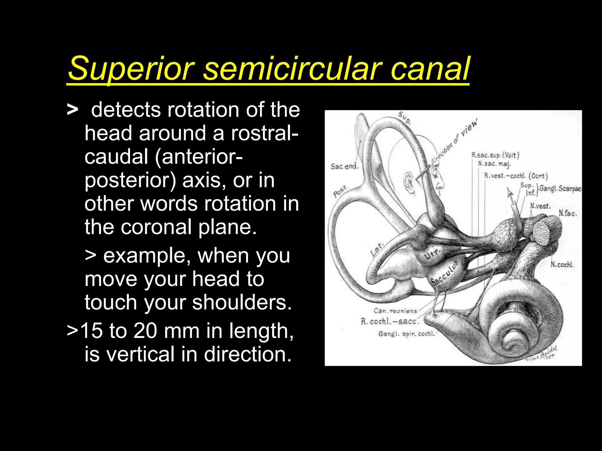 Inner ear anatomy.pdf