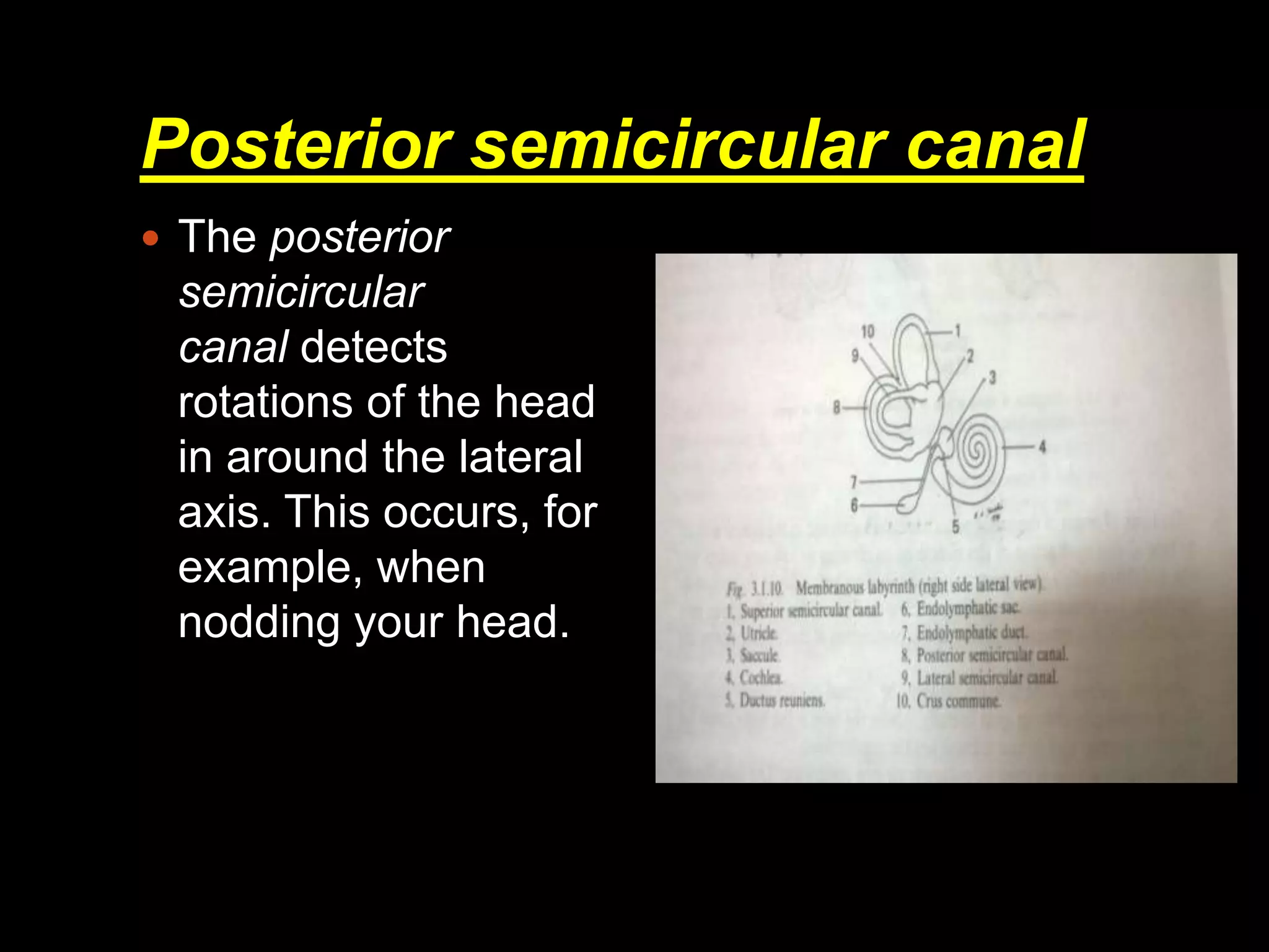 Inner ear anatomy.pdf