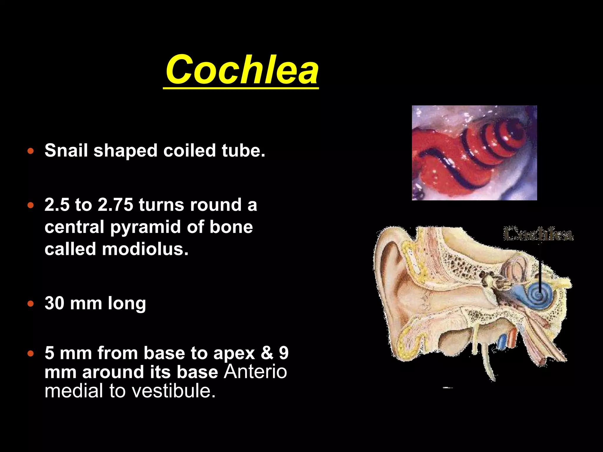 Inner ear anatomy.pdf