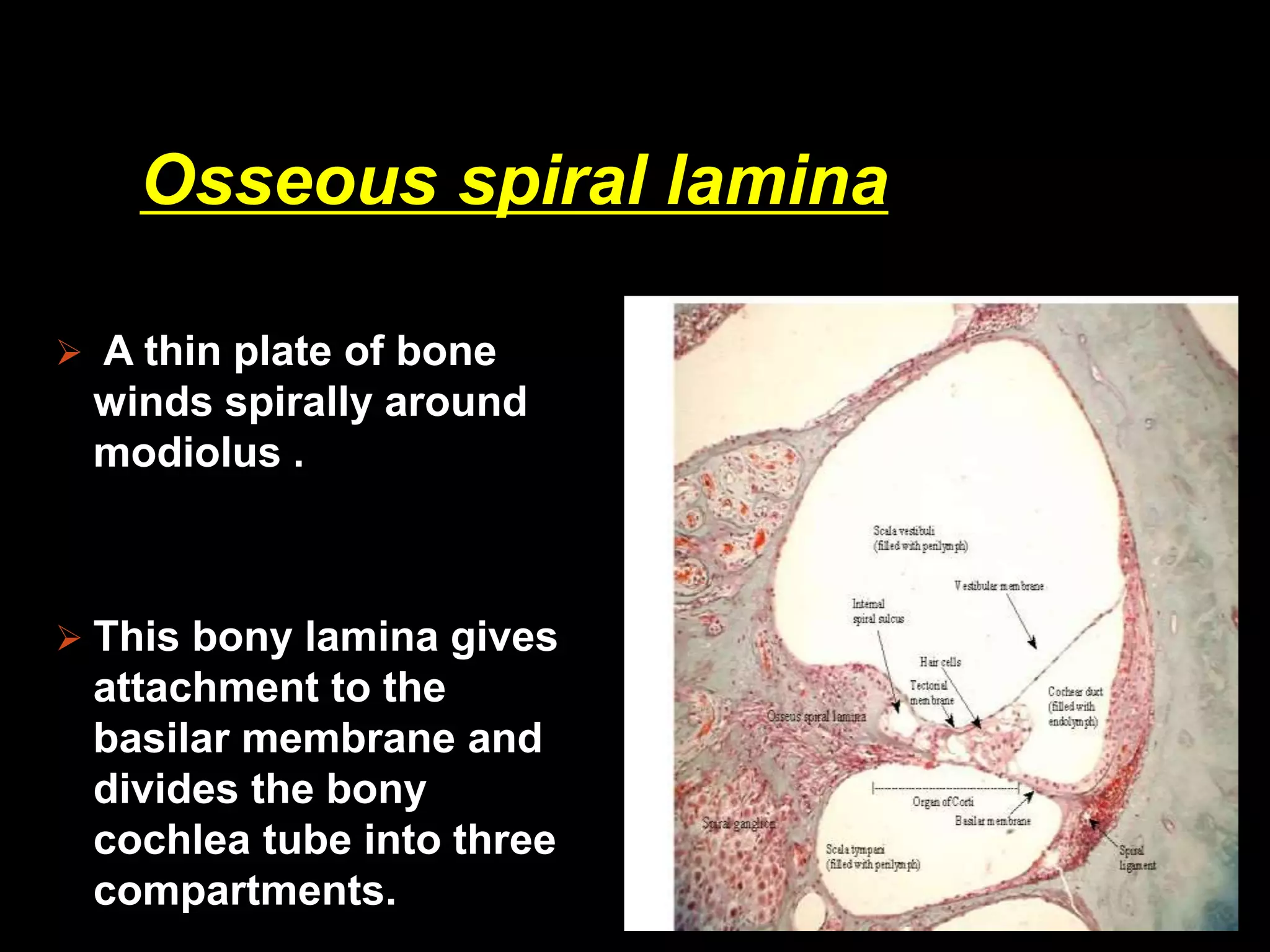 Inner ear anatomy.pdf