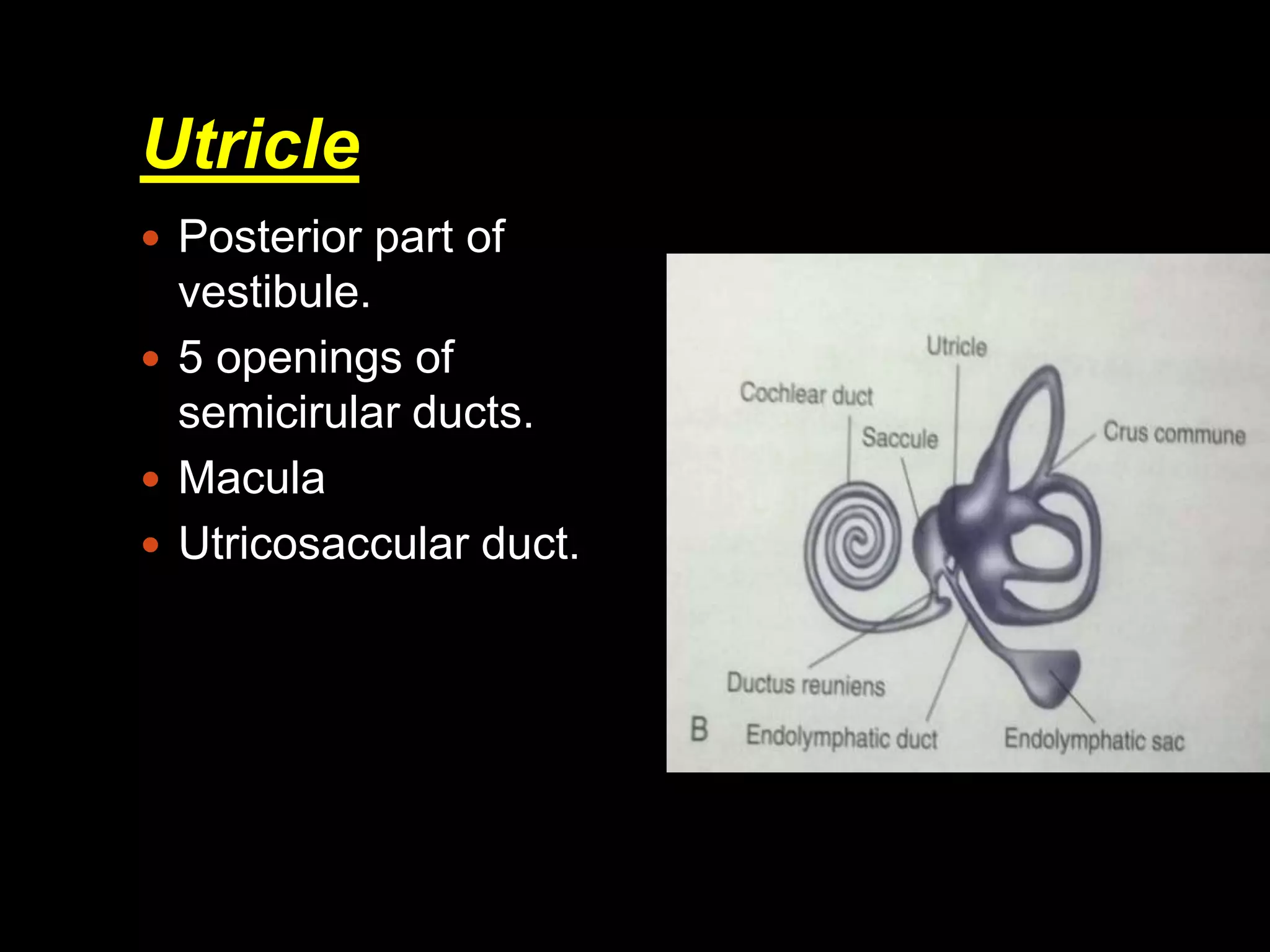 Inner ear anatomy.pdf