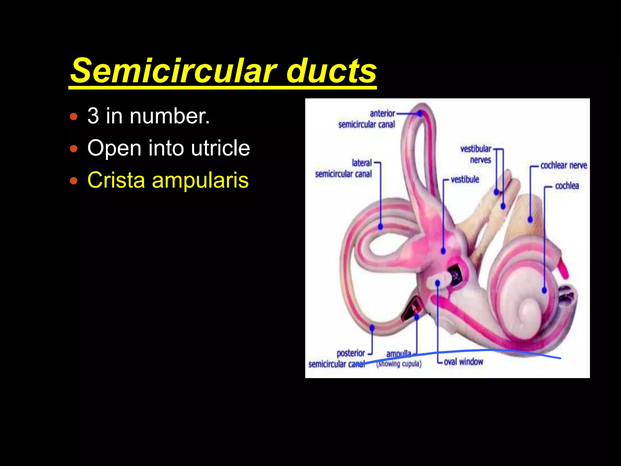 Inner ear anatomy.pdf