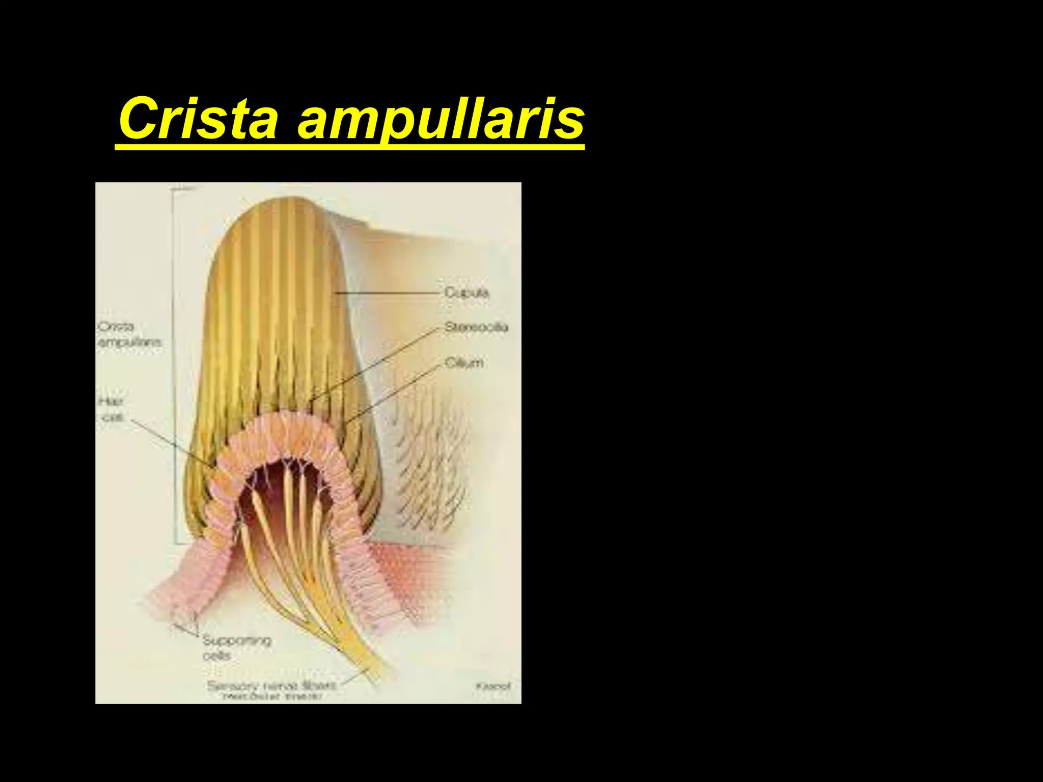 Inner ear anatomy.pdf