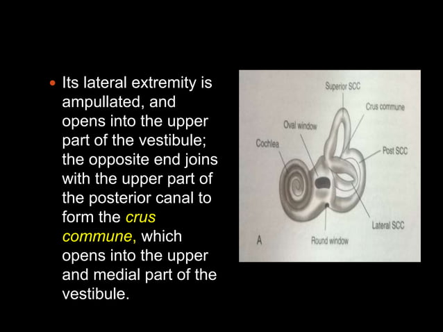 Inner ear anatomy.pdf